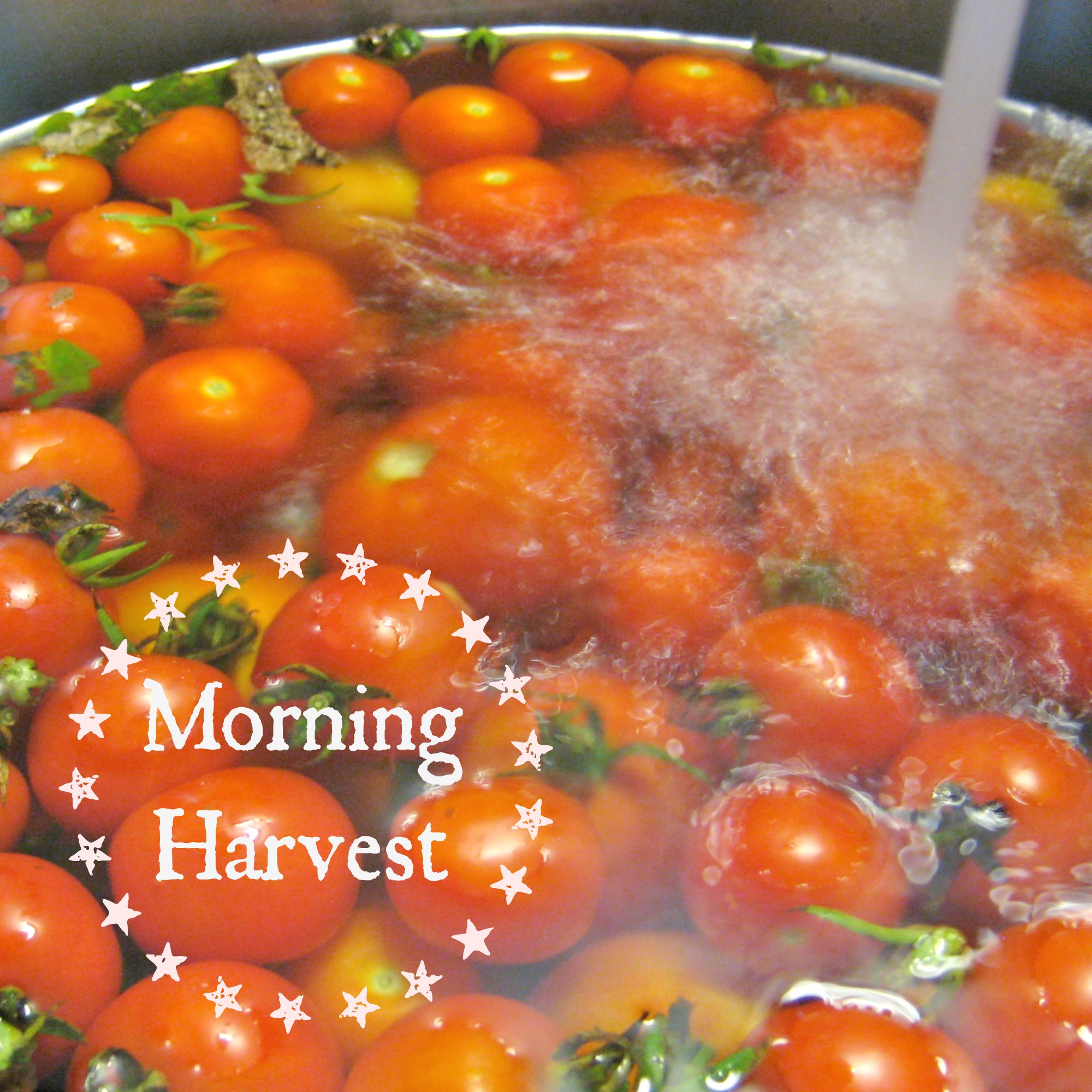 Morning Tomato Harvest - Bushel & a Pickle