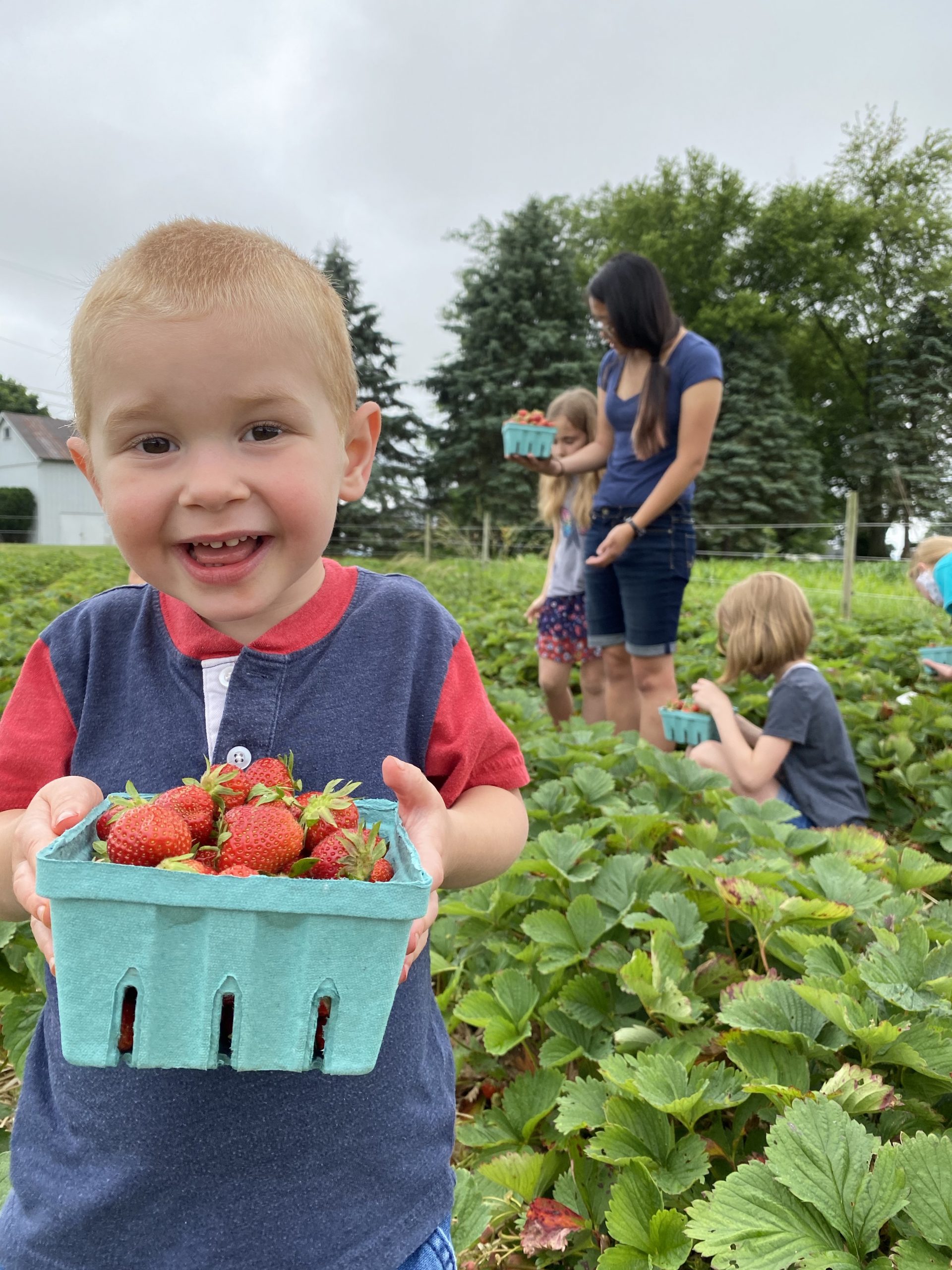 Summer Strawberry Fun - Bushel & a Pickle