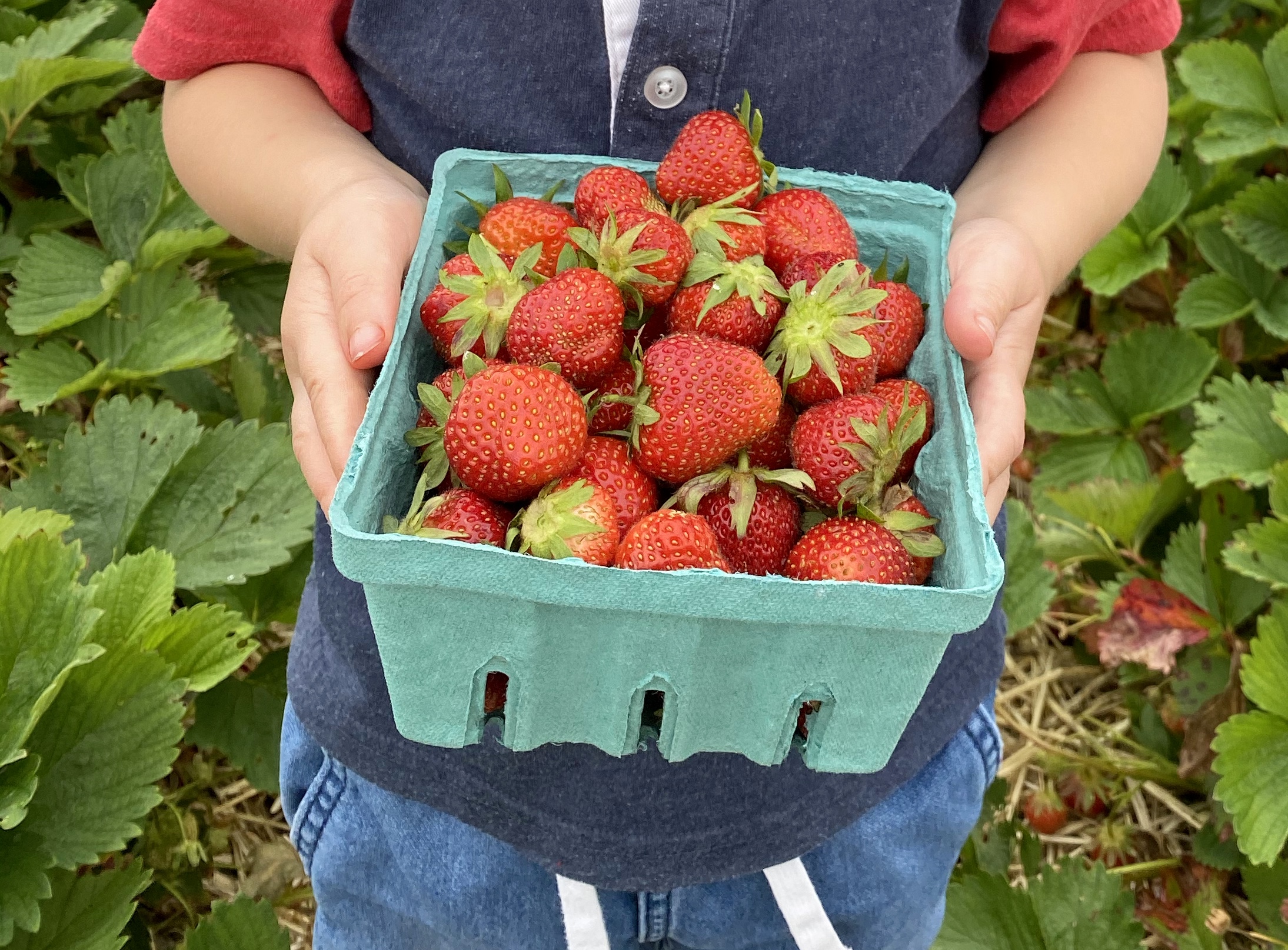 Summer Strawberry Fun - Bushel & a Pickle