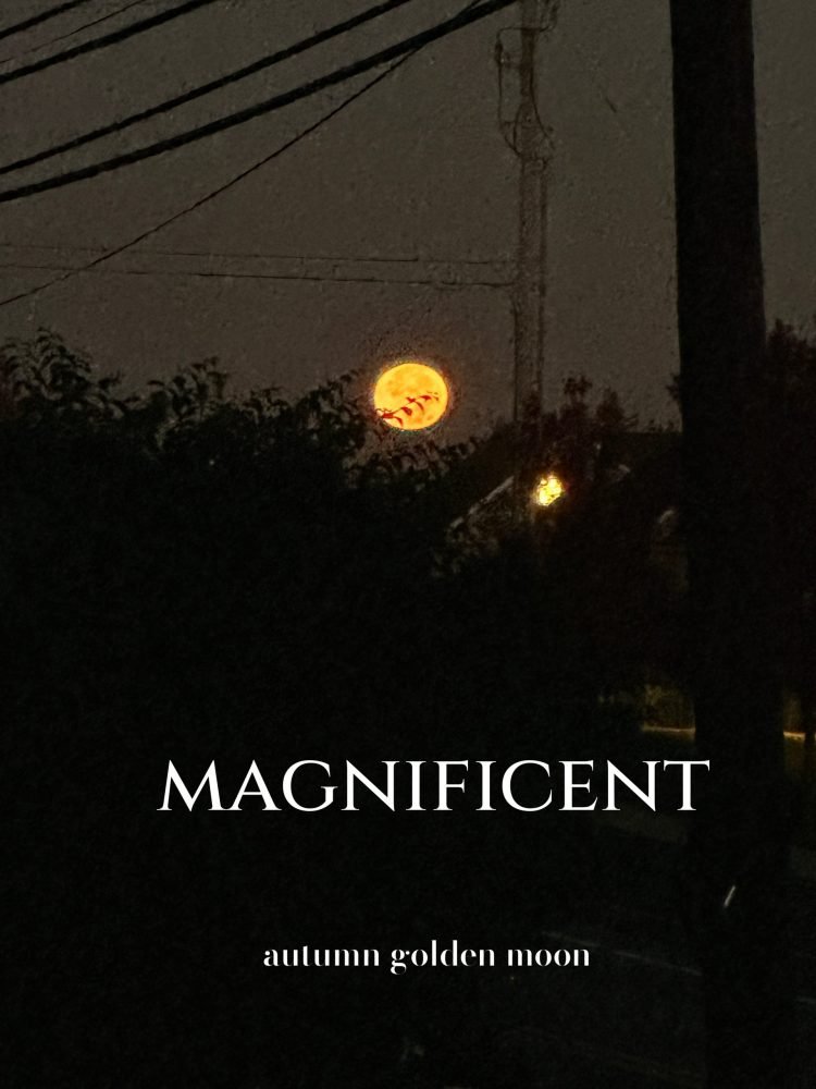 Season of Fall…Magnificent Golden Moon - Bushel & a Pickle